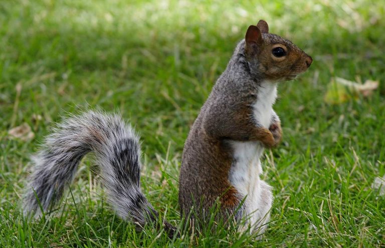 8/19/25-Zombie Squirrel - 102.9 THE HOG